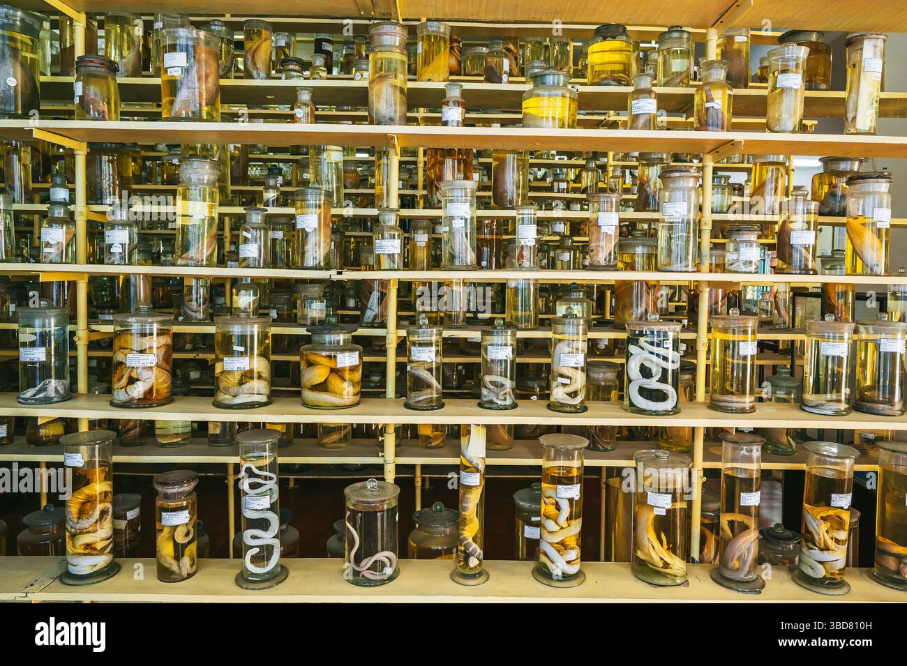 flasks with marine animals and fish on the shelves in the biological ...