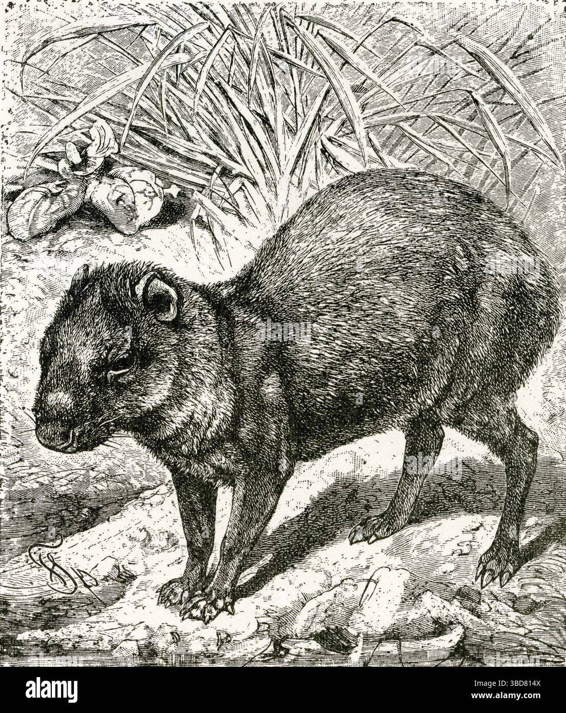 Tropical rodent hi-res stock photography and images - Alamy