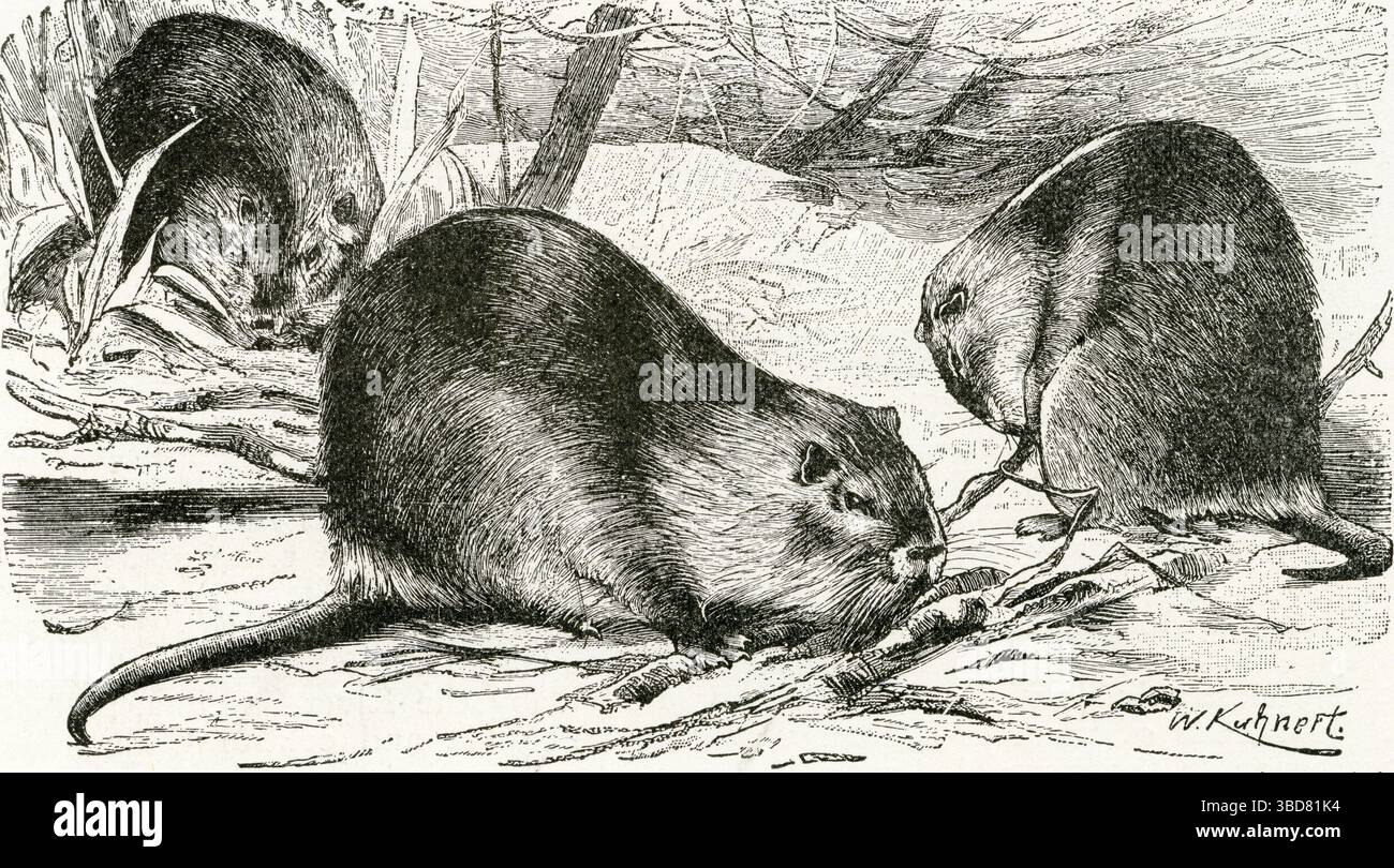 THE COYPU OR NUTRIA ( (Myocastor coypus ) - Coypu Group at Water’s Edge ...