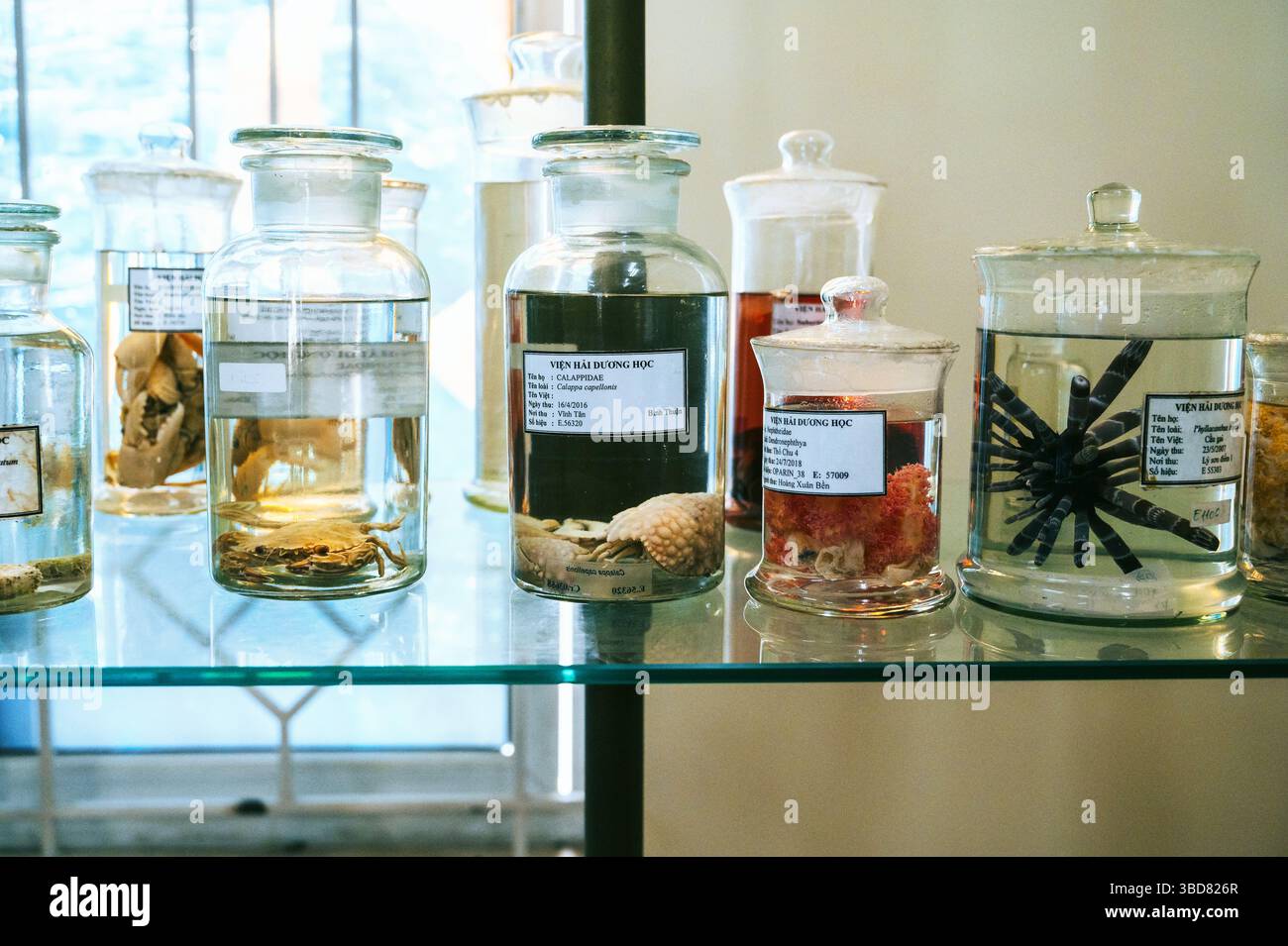 flasks test tubes with samples of living organisms and animals in ...