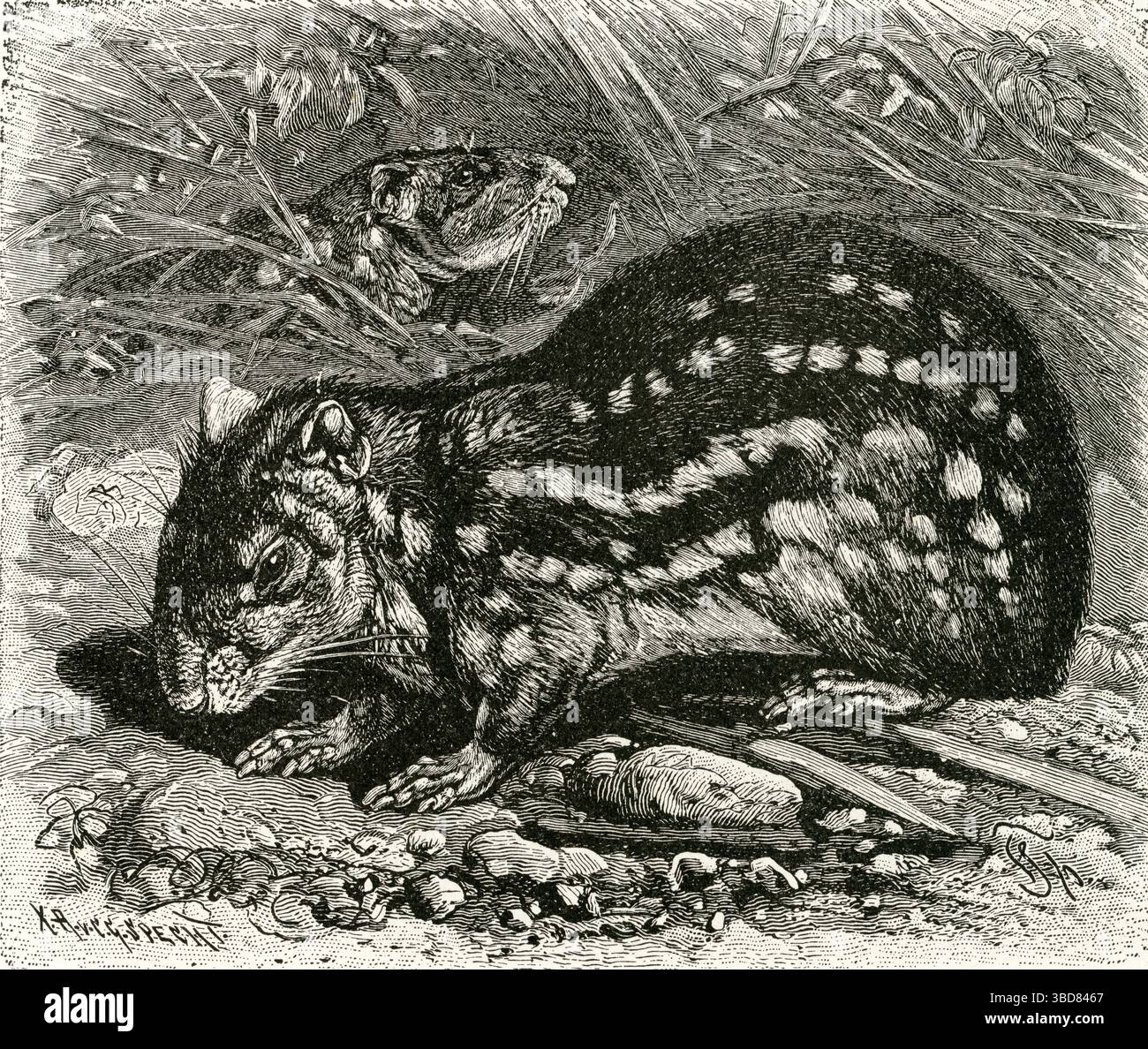 THE PACA ( Coelogenys paca ) - Spotted Paca Pair - Vintage Forest ...