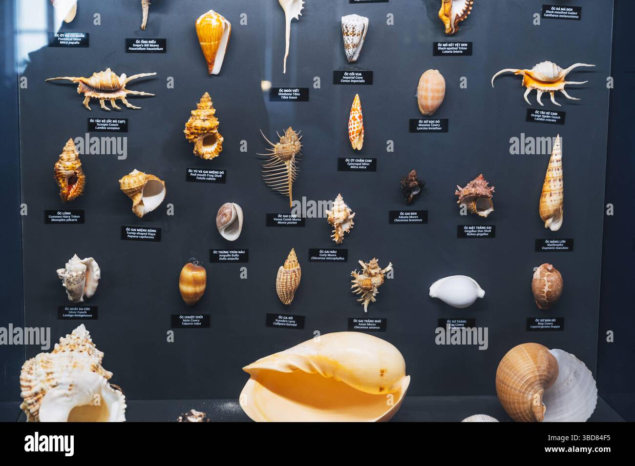 Showcase with different exhibits of sea shells. Nha Trang, Vietnam ...