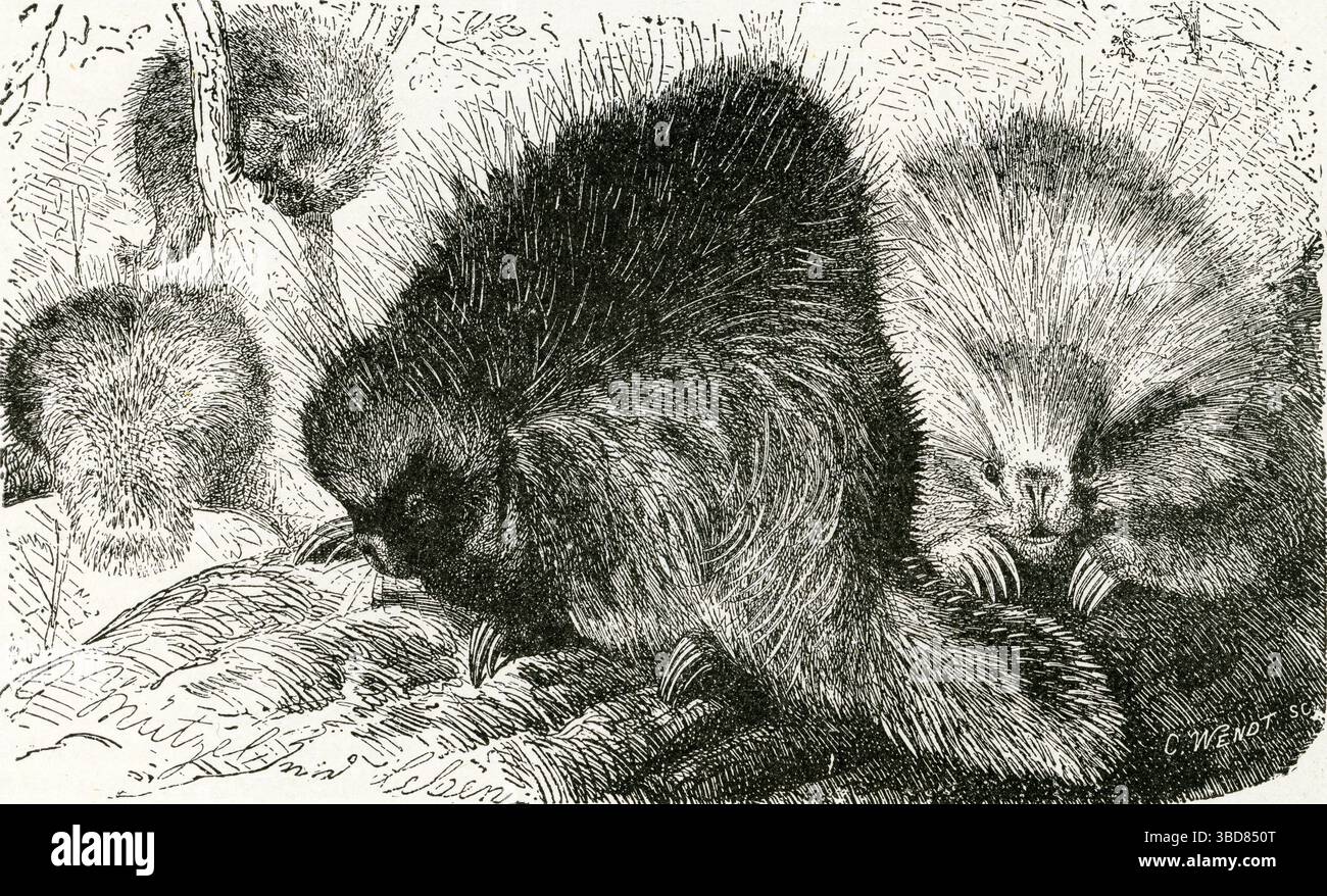 URSON OR CANADIAN PORCUPINE ( Erethizon dorsatum ) - North American ...