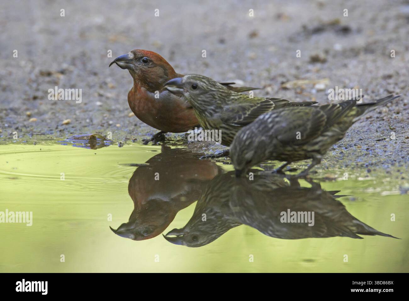 Red crossbill, common crossbills (Loxia curvirostra) male with two ...