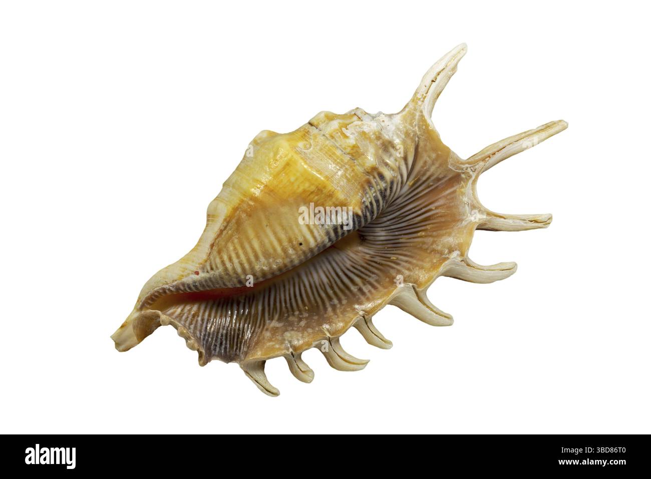 Southwest animal Cut Out Stock Images & Pictures - Alamy