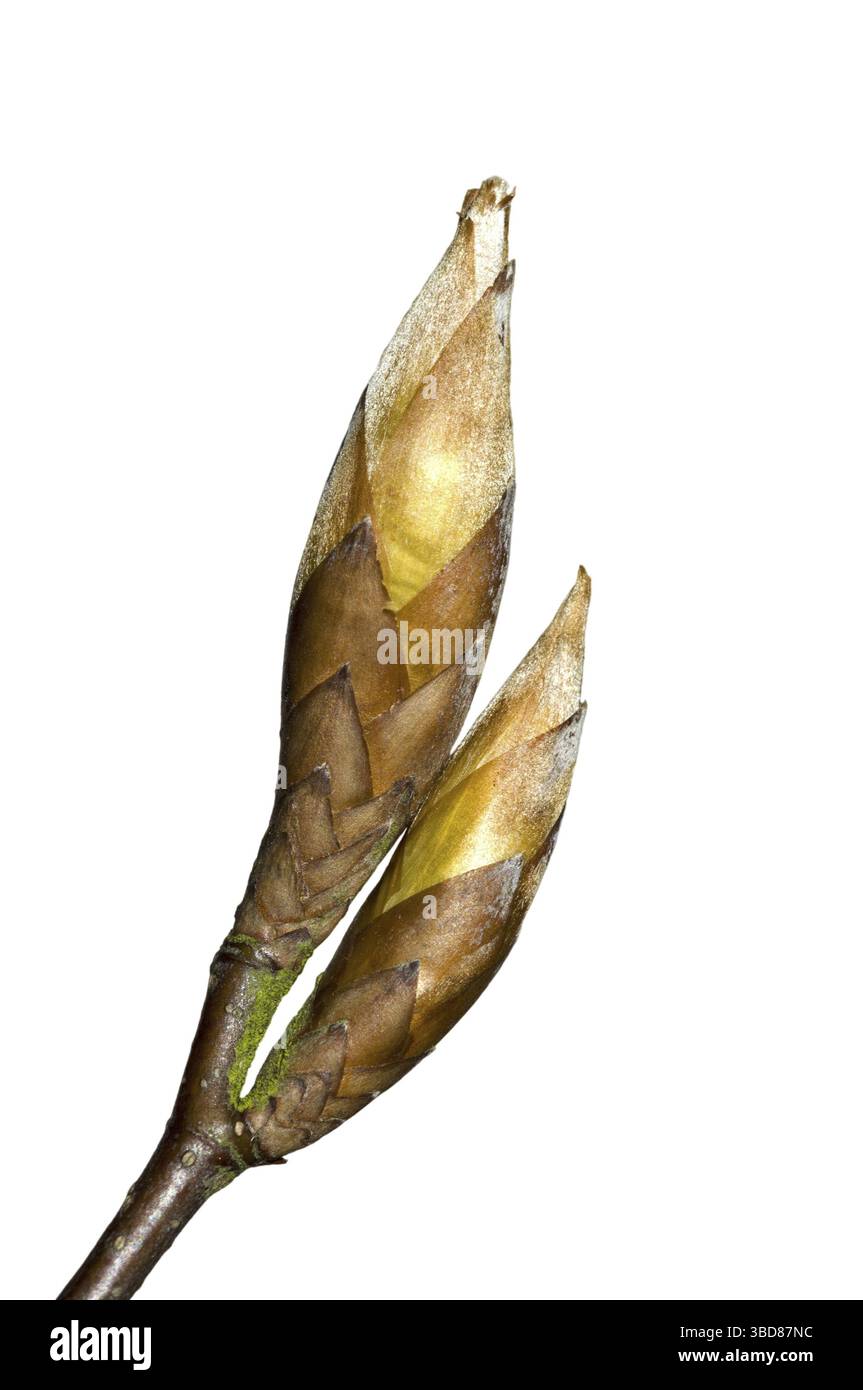 Detail big beech tree Cut Out Stock Images & Pictures - Alamy