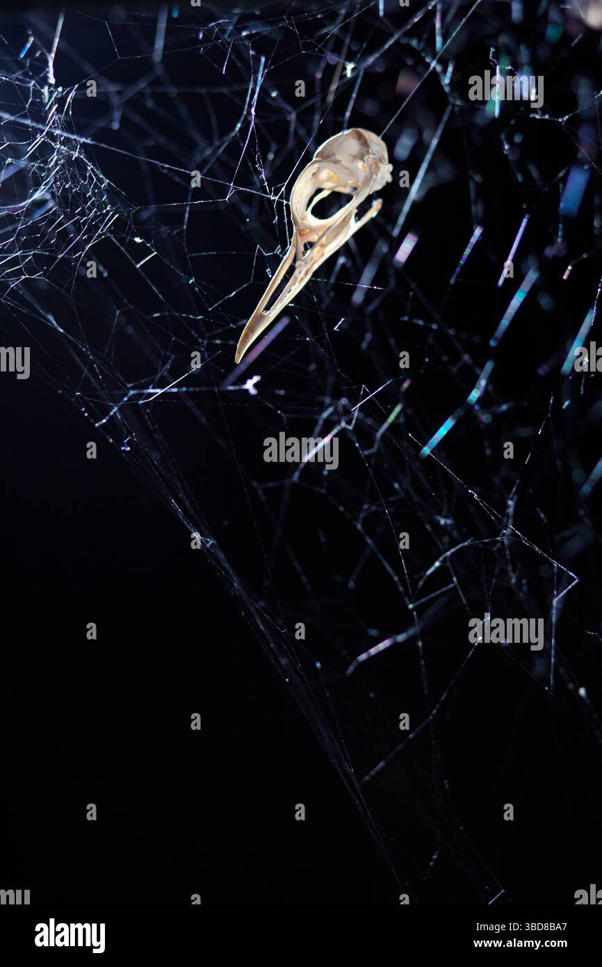 A tiny bird scull caught in a spider's web against a black background ...