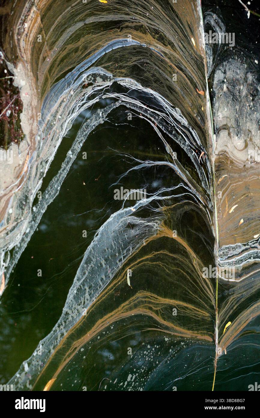 Pond scum in interesting shapes and formations, on Fraser Island ...