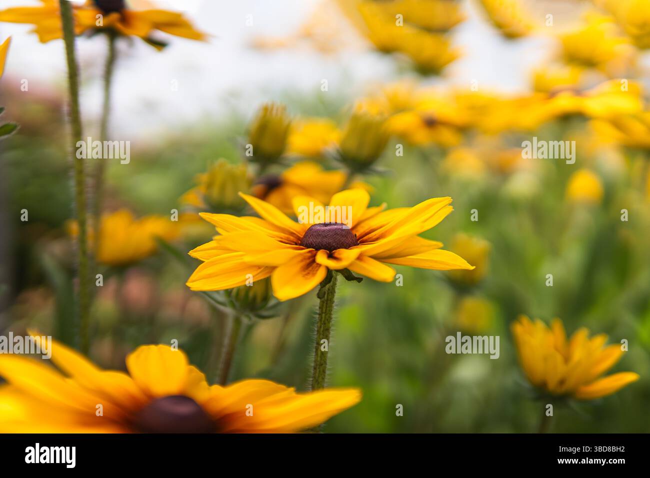 Close-up of Black-Eyed Susans with soft blurred background, capt Stock ...