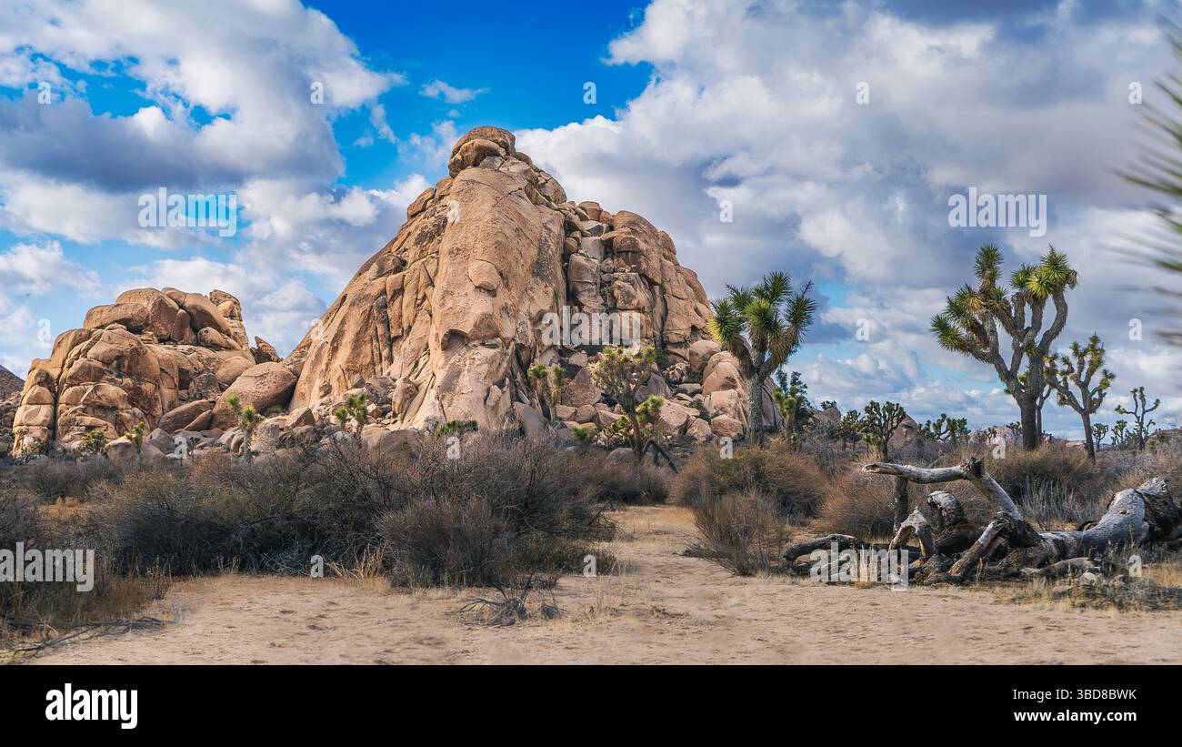 Desert Rock Hill with Joshua Trees and Fallen Branches in Joshua Stock ...