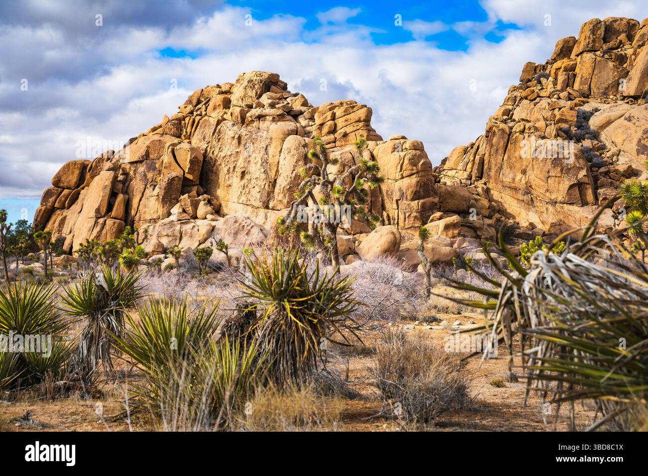 Joshua trees among desert hi-res stock photography and images - Alamy