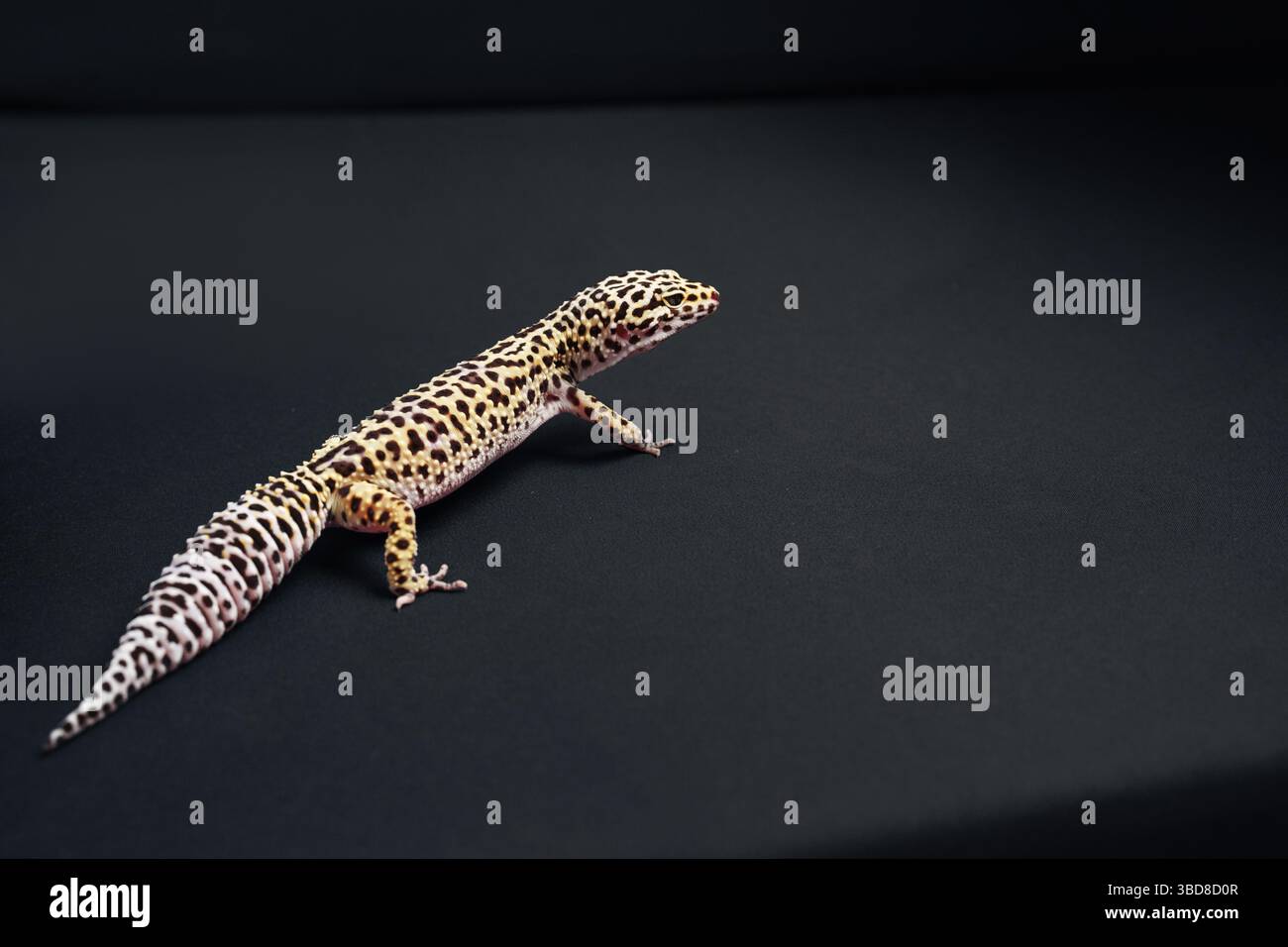 Leopard gecko exploring dark surface with unique patterns and graceful ...