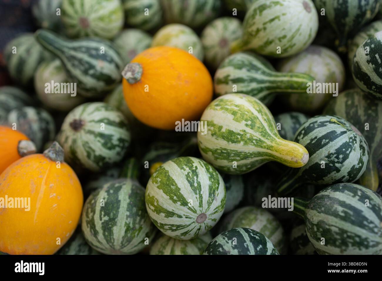 Clustered gourds hi-res stock photography and images - Alamy