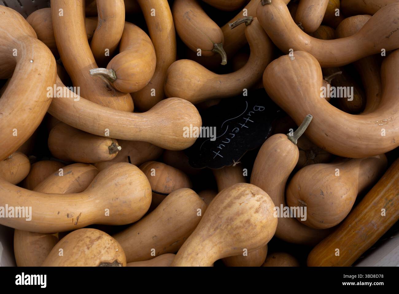 Pile of butternut squash with a handwritten label in a crate Stock ...
