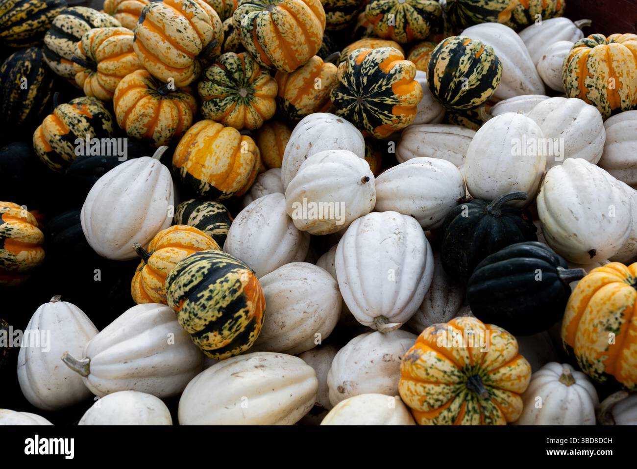 Colorful mix of acorn squashes from Washington farm bins Stock Photo ...