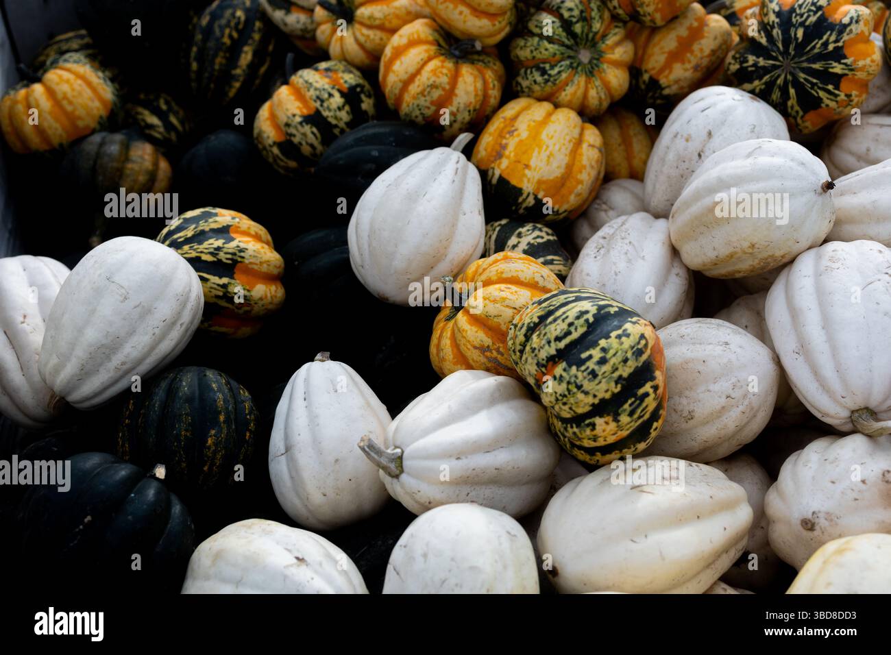 Acorn freshness hi-res stock photography and images - Alamy