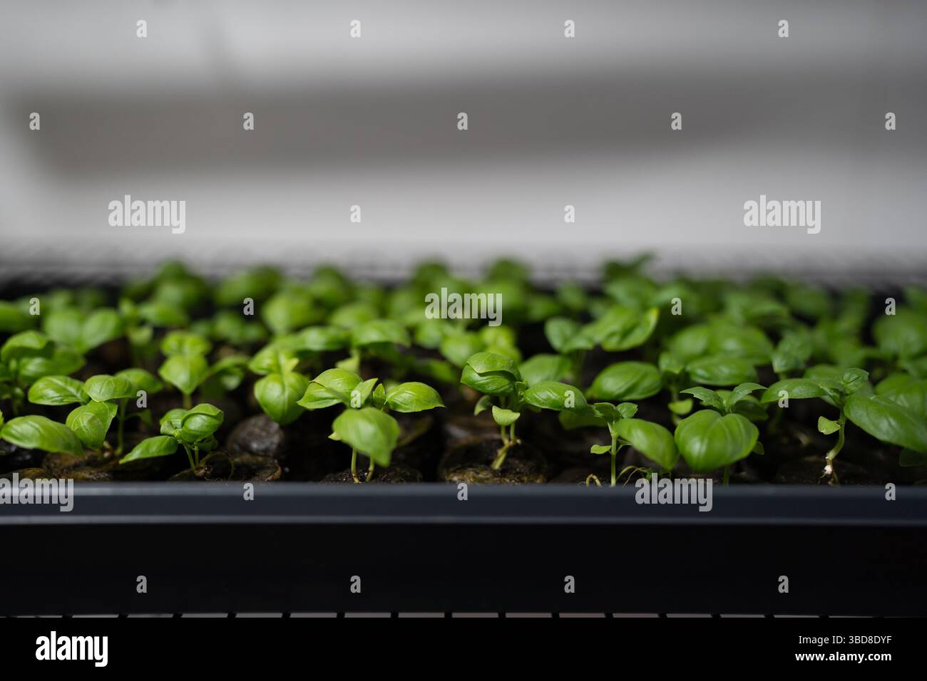 Close up basil seedling in hi-res stock photography and images - Alamy