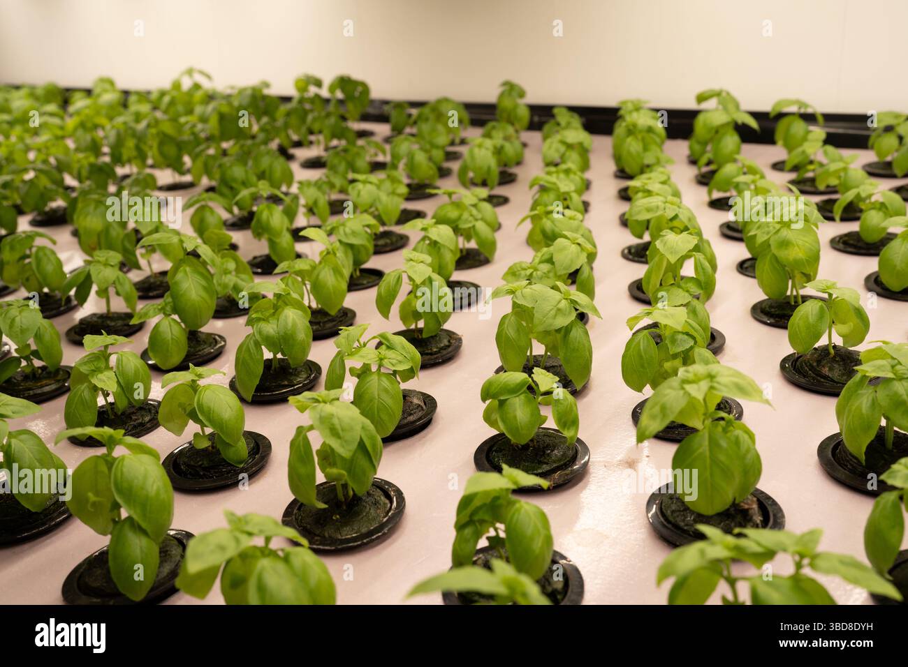 Basil seedlings growing in indoor hydroponic system Stock Photo - Alamy