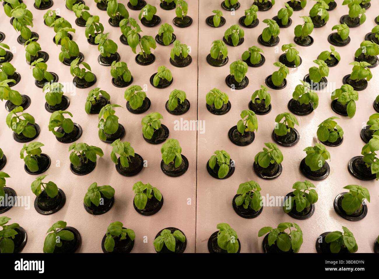 Basil seedlings growing in indoor hydroponic system Stock Photo - Alamy