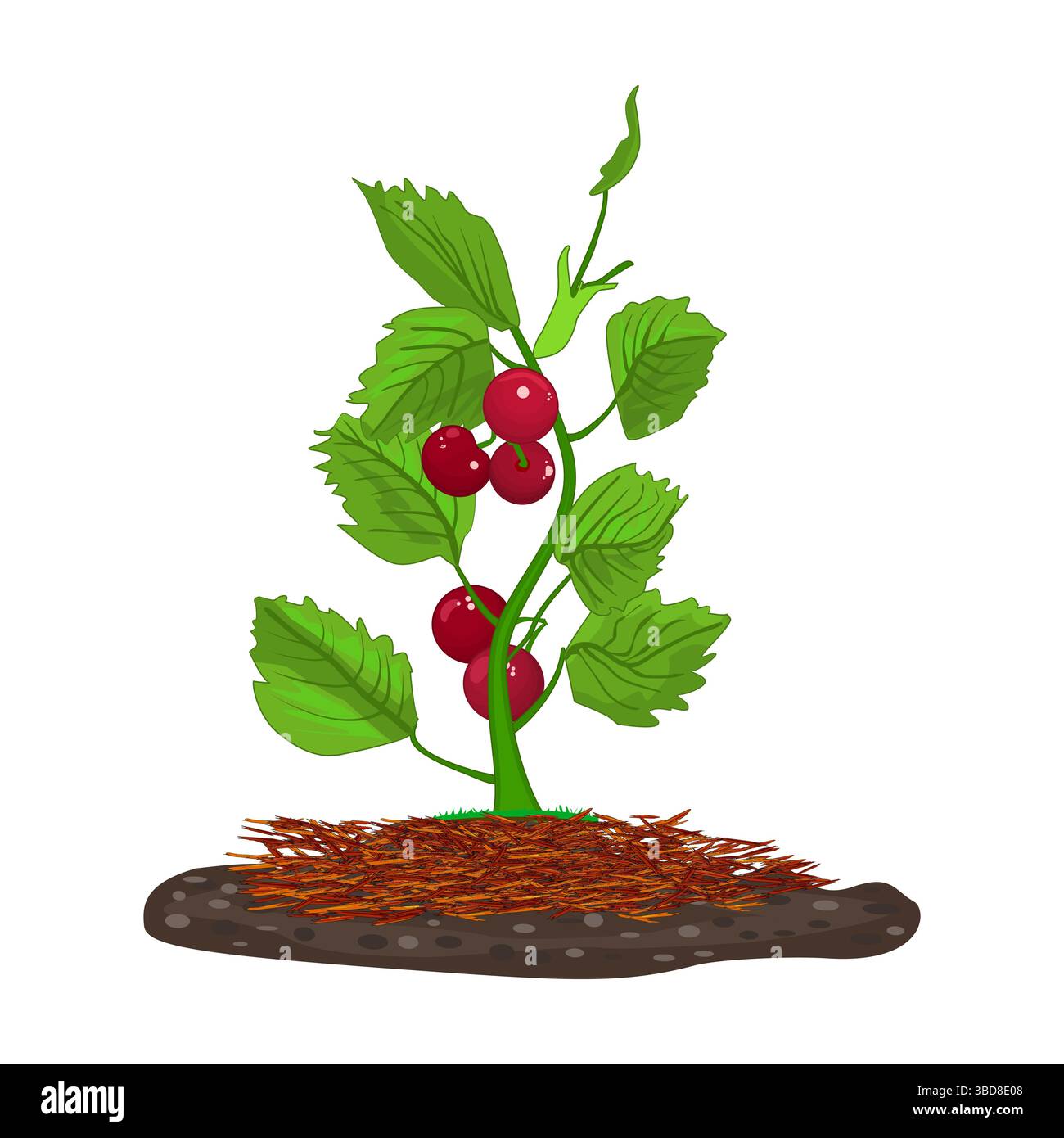 Organic mulching. Weed management. Red mulch and plant. Mulch for bed ...