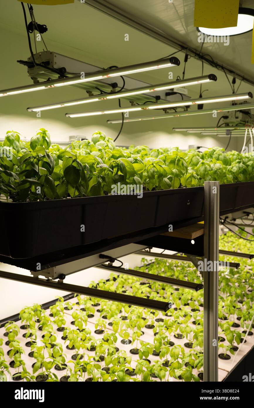 Basil plants growing in indoor hydroponic system Stock Photo - Alamy