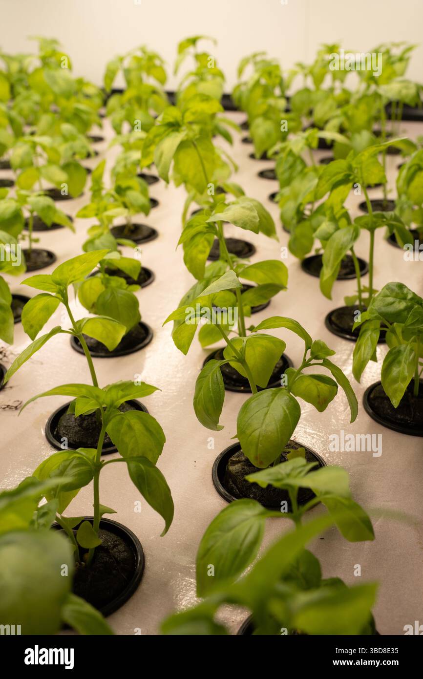 Basil plants growing in indoor hydroponic system Stock Photo - Alamy