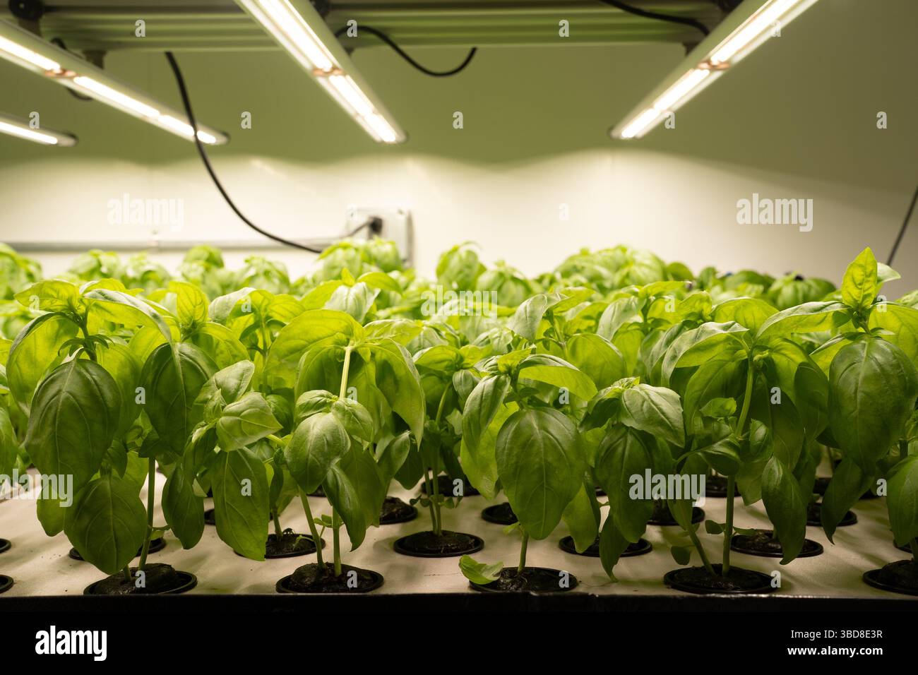 Basil plants growing in indoor hydroponic system Stock Photo - Alamy