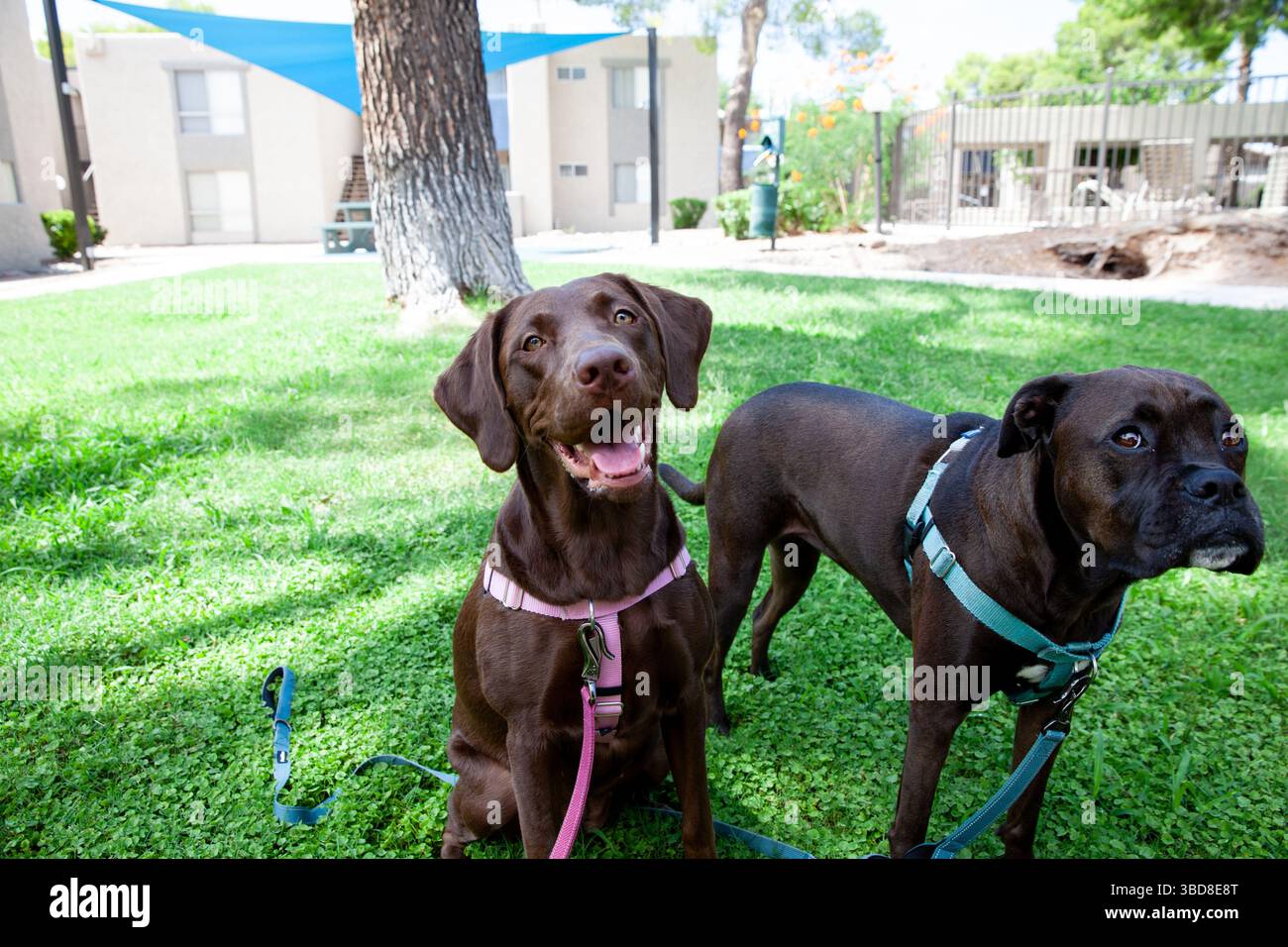 Two happy dogs on a walk Stock Photo - Alamy