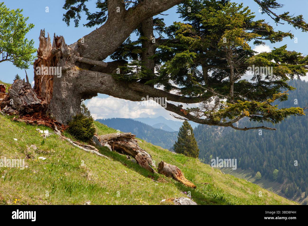 Old majestic tree hi-res stock photography and images - Alamy