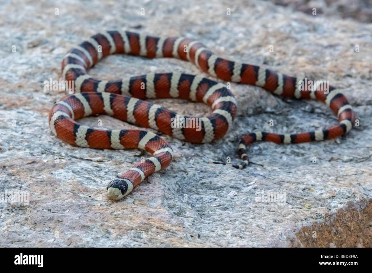 A Mexican Milk Snake in Tucson, Arizona Stock Photo - Alamy