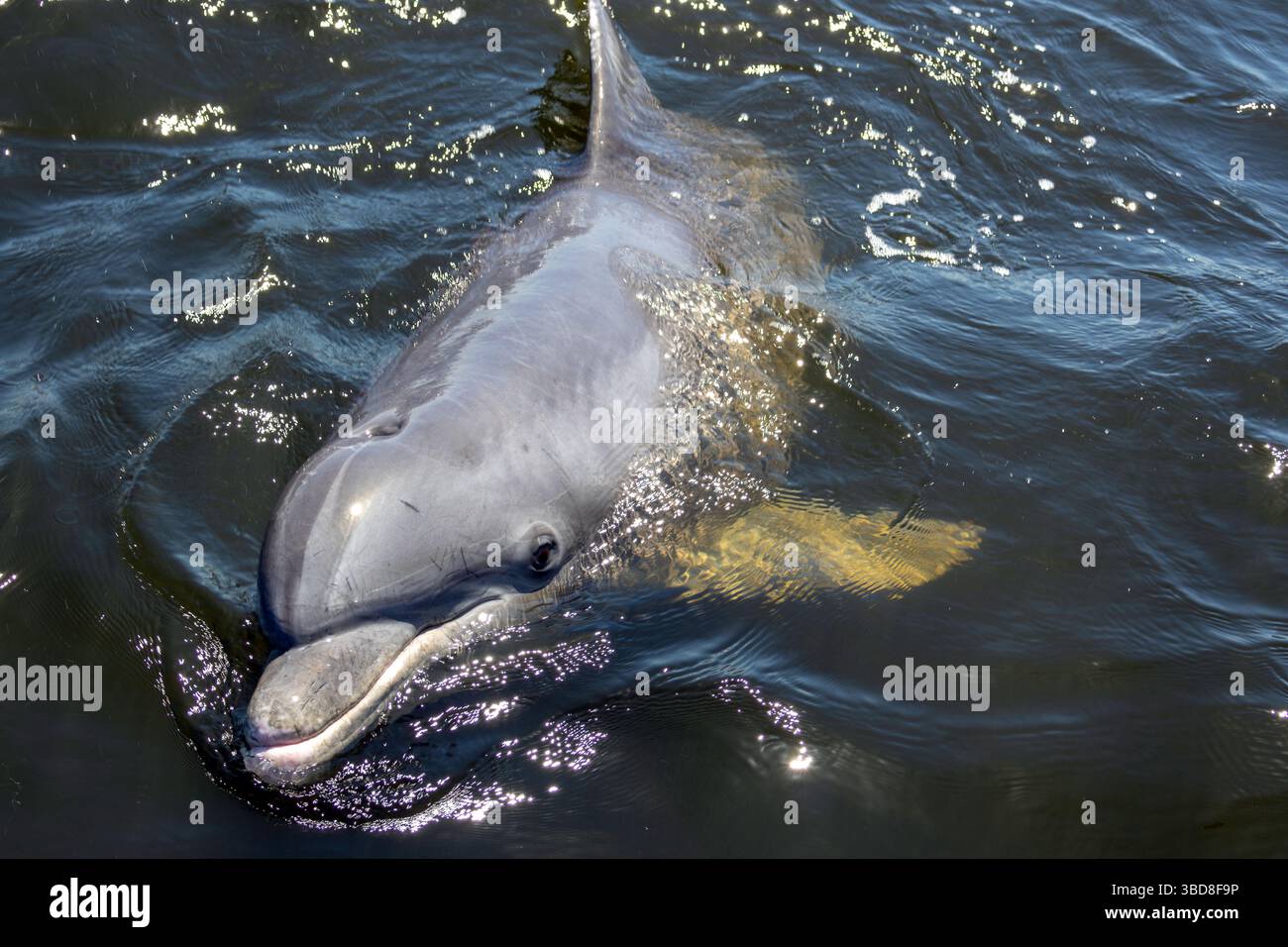 Friendly dolphin in blue water hi-res stock photography and images - Alamy