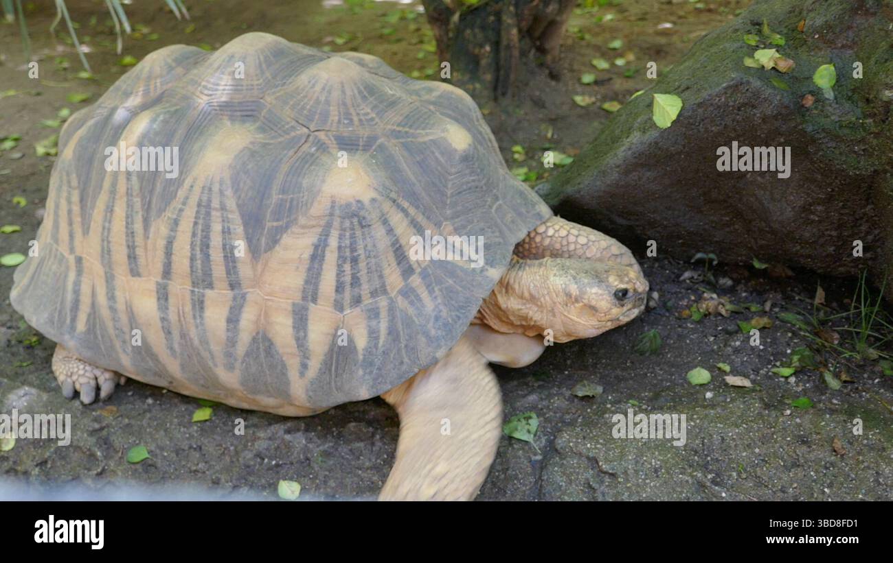 Los Angeles, California, USA 21st May 2025 Madagascar Radiated Tortoise ...