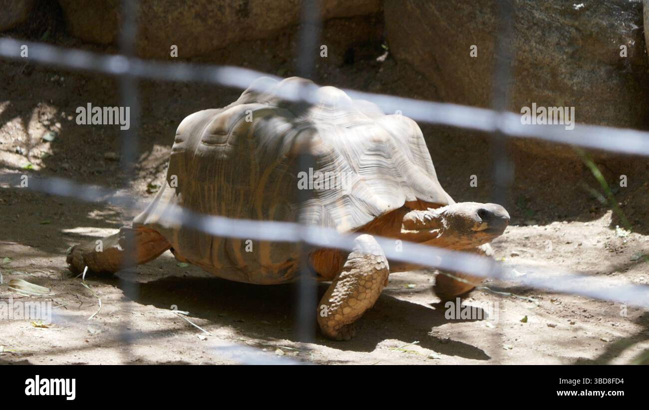 Los Angeles, California, USA 21st May 2025 Madagascar Radiated Tortoise ...