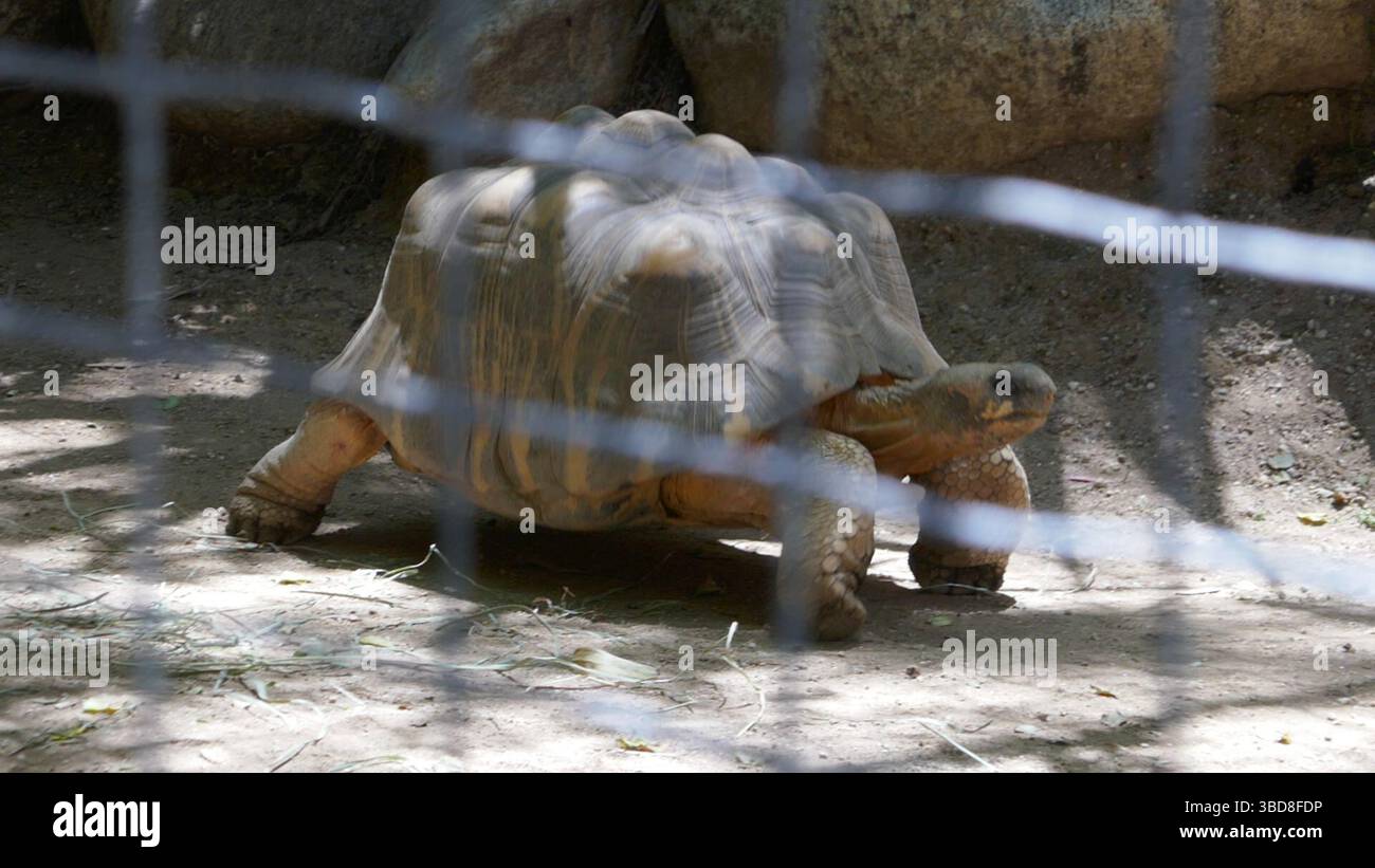 Los Angeles, California, USA 21st May 2025 Madagascar Radiated Tortoise ...