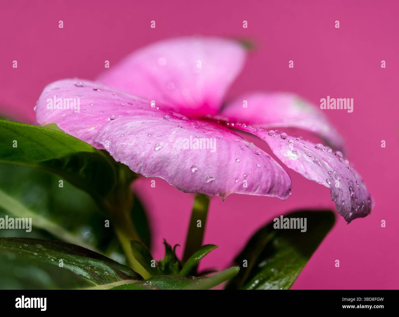 Light pink periwinkle hi-res stock photography and images - Alamy