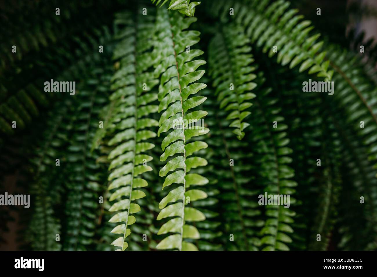 Close-up of lush green fern fronds overlapping in shade Stock Photo - Alamy