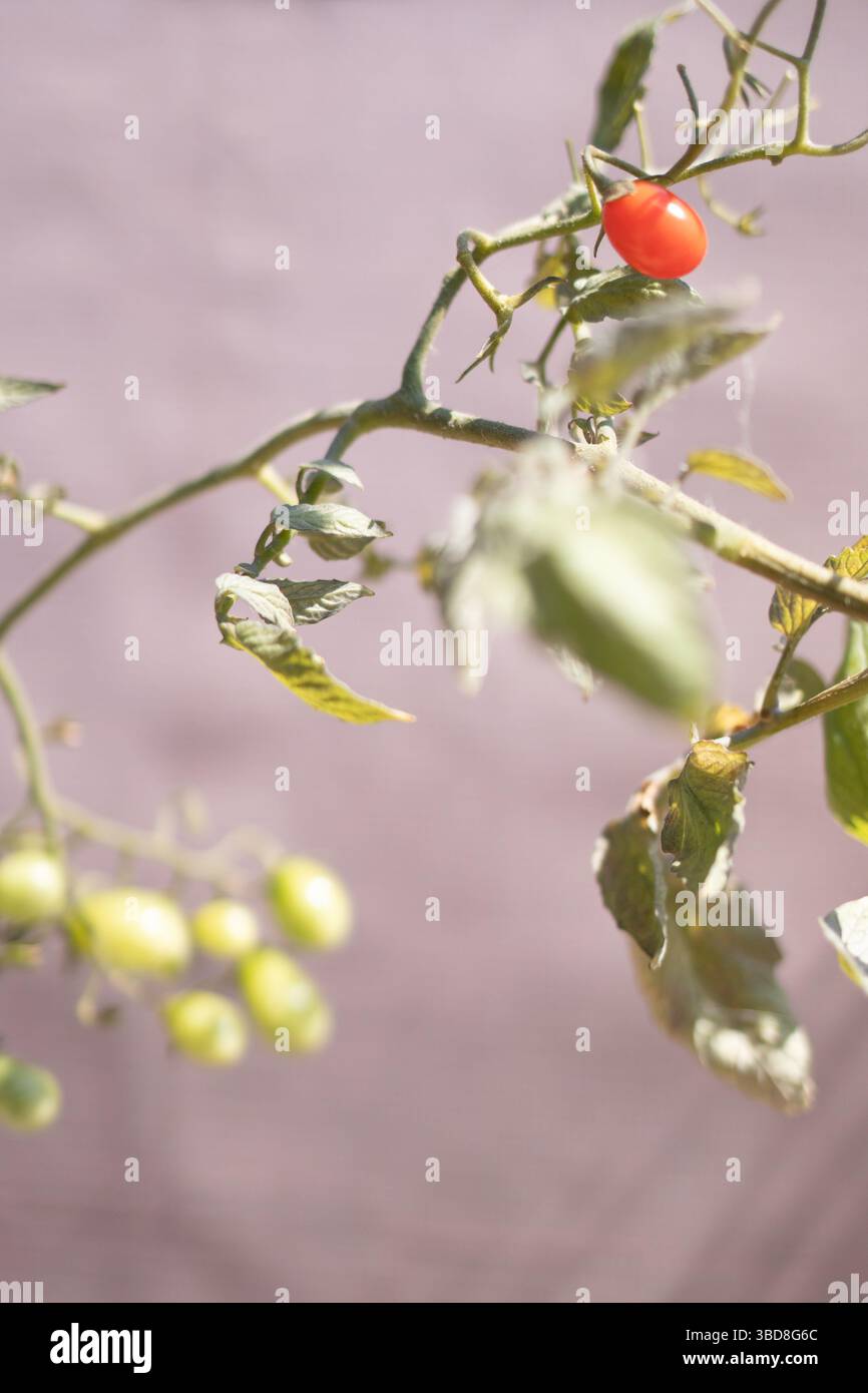 Cherry tomato plant growing in a summer edible pot garden on pink Stock ...