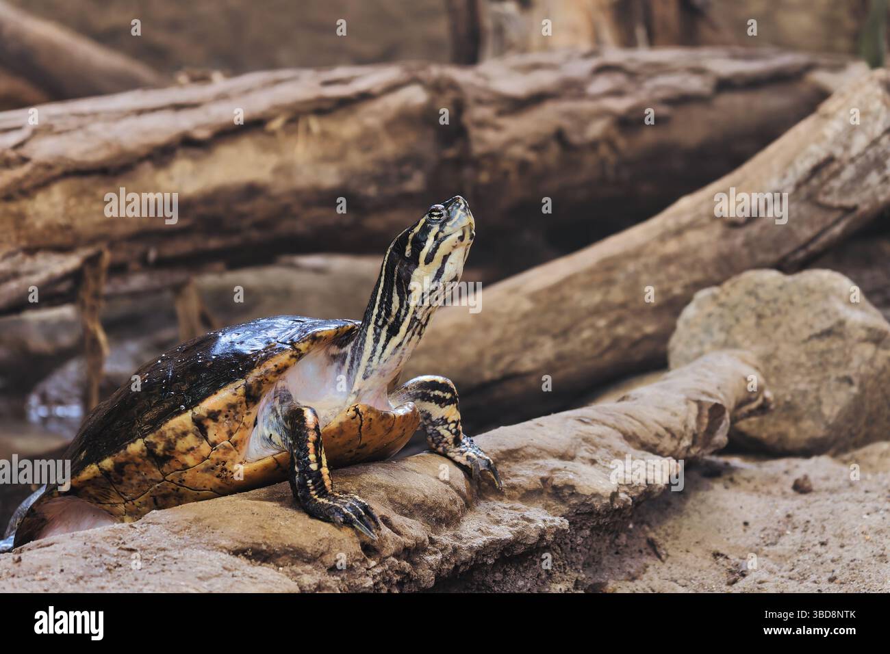 Turtle sweet hi-res stock photography and images - Alamy