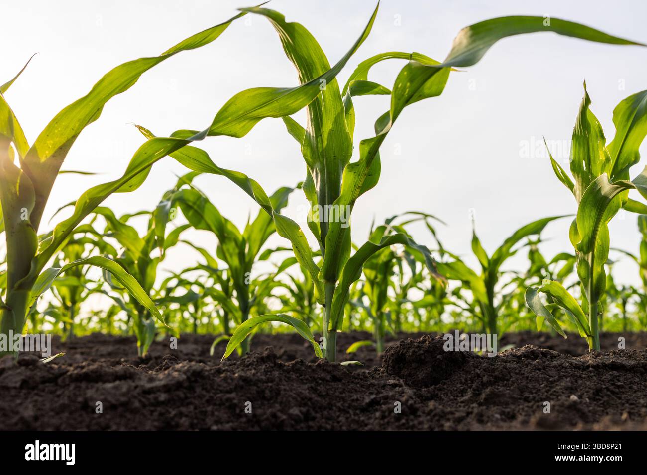 Young Corn Plants. Cornfield with sunset sun. Corn maize field in early ...