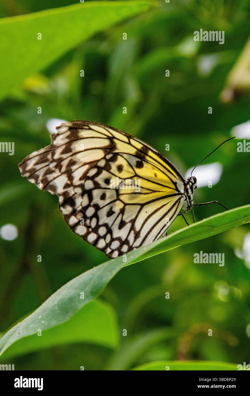 Idea Leuconoe (The Paper Kite butterfly Stock Photo - Alamy