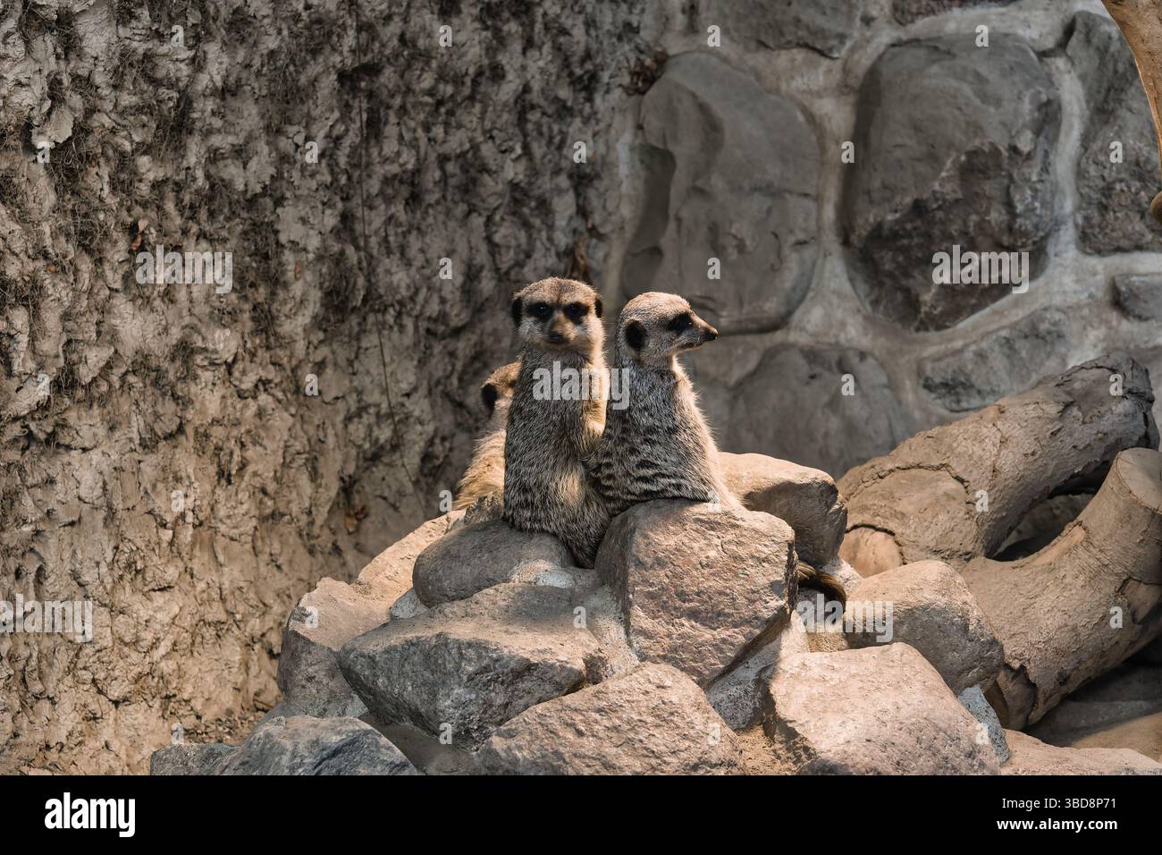 Meerkat sitting in sand hi-res stock photography and images - Alamy
