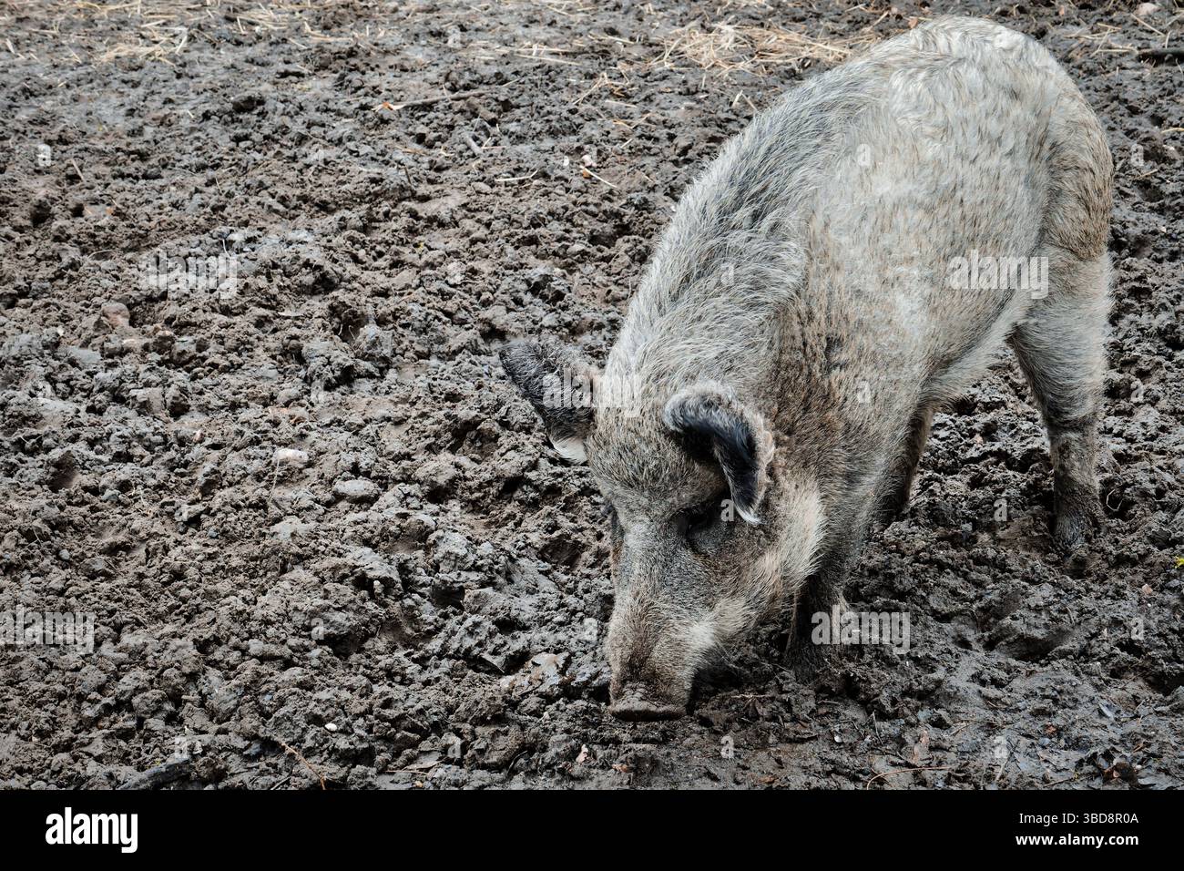 wild boar cute wildlife animal sweet nature Stock Photo - Alamy