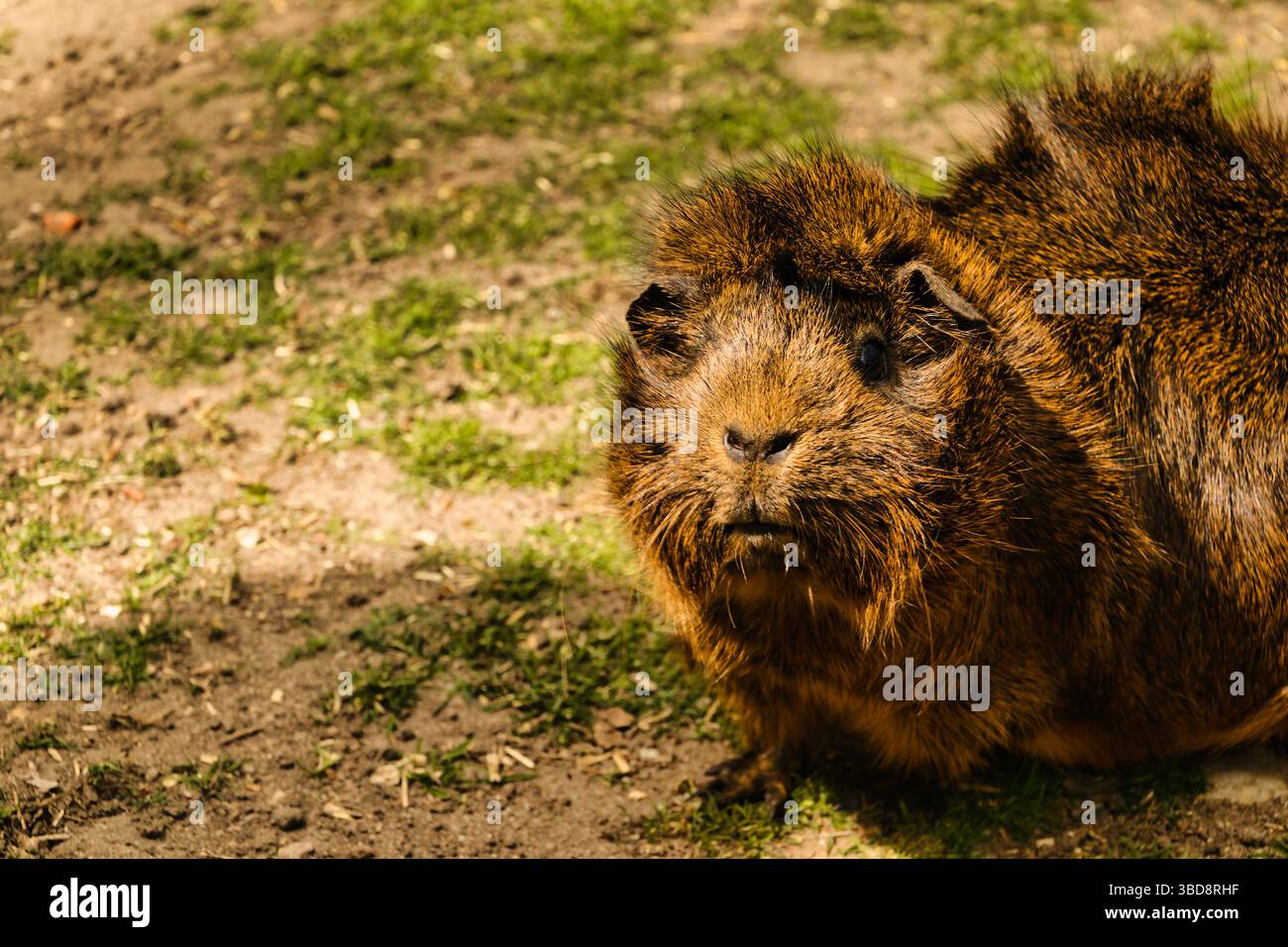 Wild pig animal nature hi-res stock photography and images - Alamy