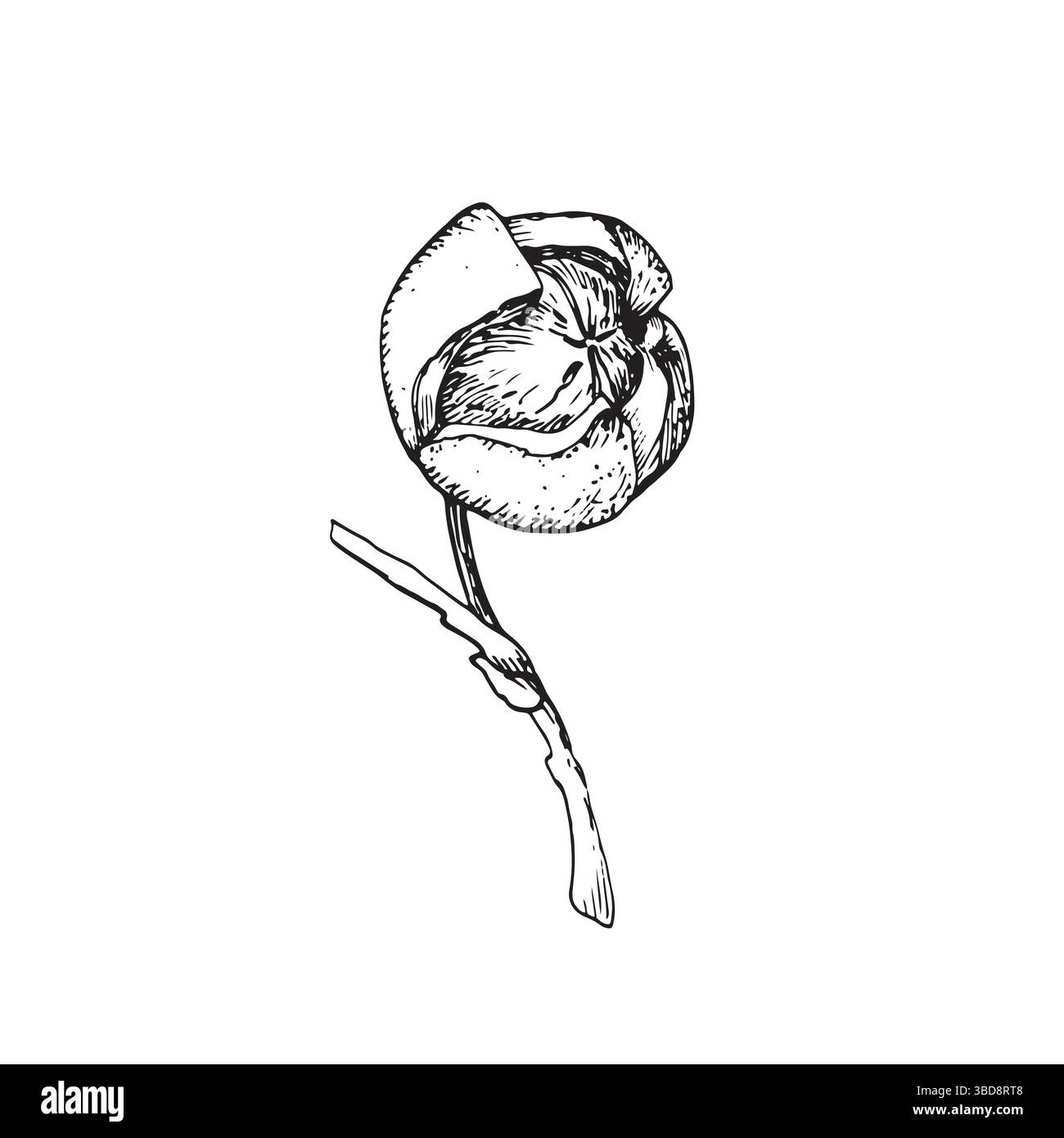 Walnut kernel in shell vector illustration hand drawn with ink. Black ...