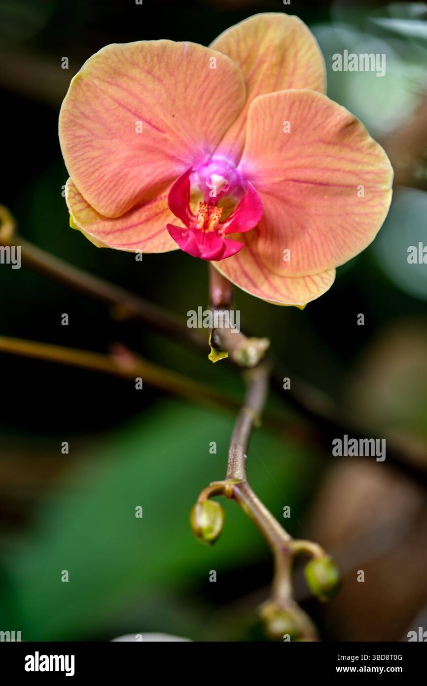 Peach orchid hi-res stock photography and images - Alamy