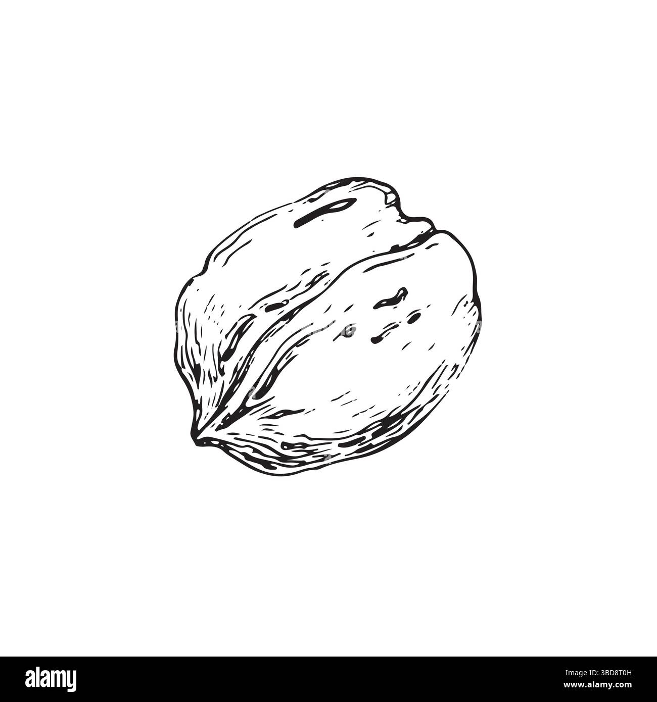 Walnut kernel in shell vector illustration hand drawn with ink. Black ...