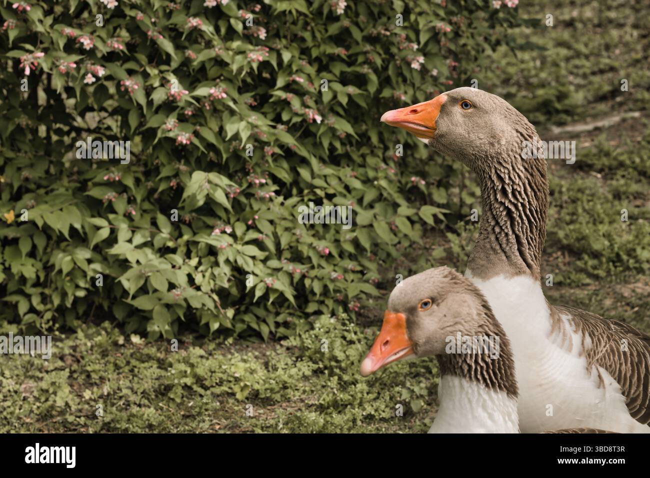 Cute wildlife graphic hi-res stock photography and images - Alamy