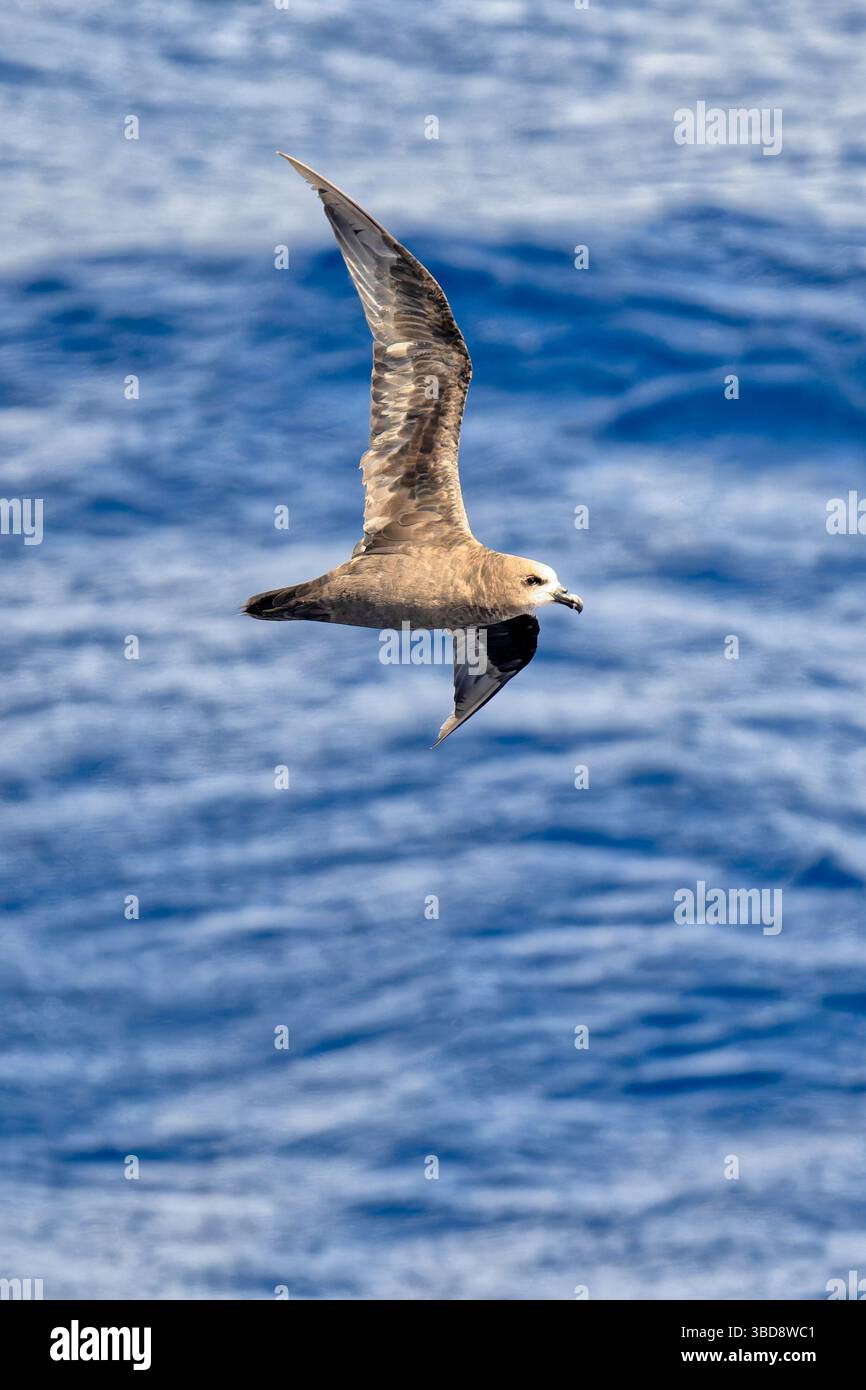 Grey Faced Petrel (Pterodroma gouldi Stock Photo - Alamy