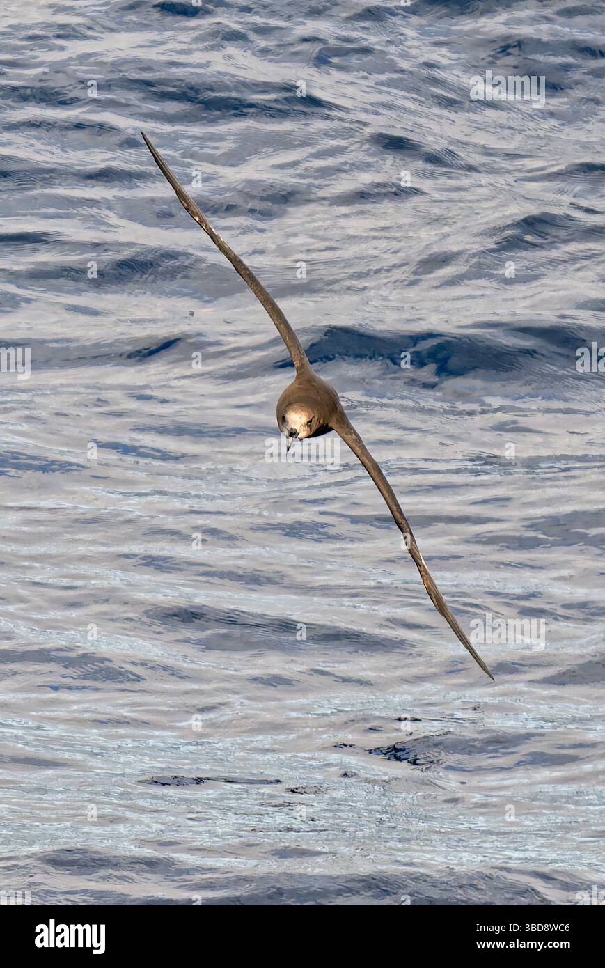 Grey Faced Petrel (Pterodroma gouldi Stock Photo - Alamy