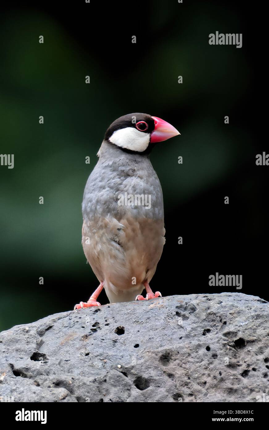 The Java Sparrow is popular cage-bird which has spread to many ...
